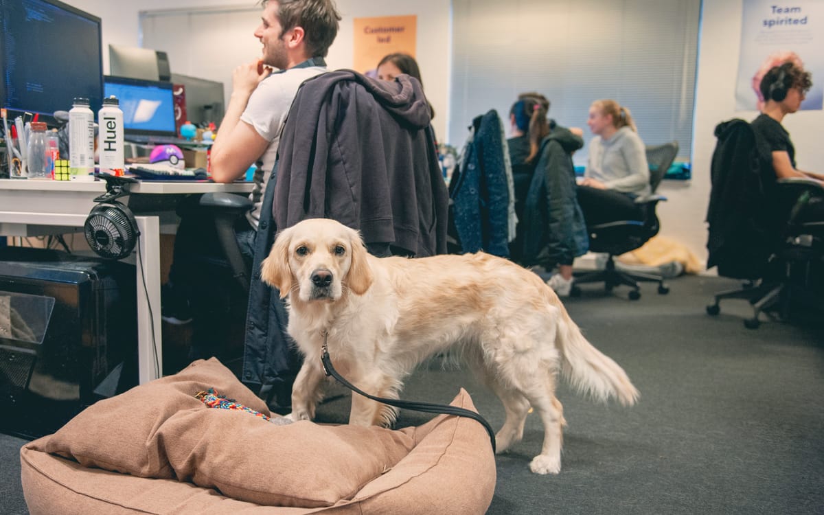Bringing your dog to work, how to do it safely